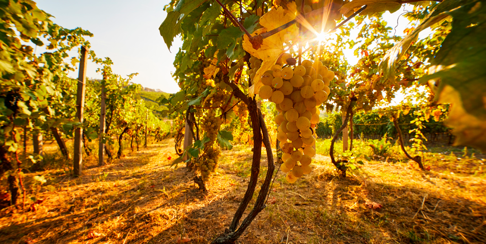 Qu’est-ce qu’une vigne ? Tout savoir sur les vignes