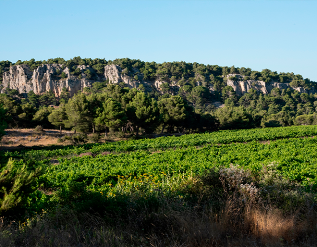L'appellation des vins La Clape